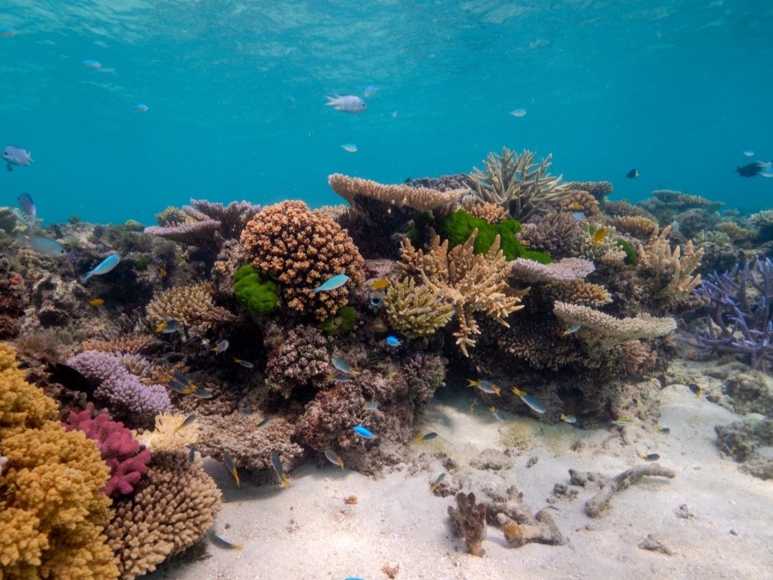 Foundation funding boost for reef projects - Morris Group